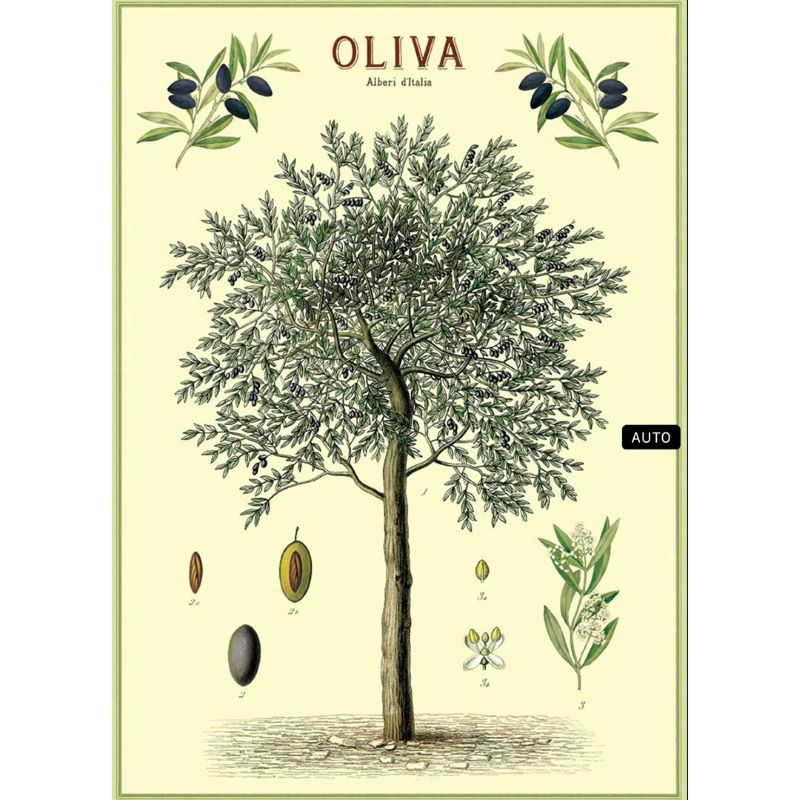 Poster / Wrap Paper, A2 Vintage Inspired Design, Olive / Oliva Tree Po ...